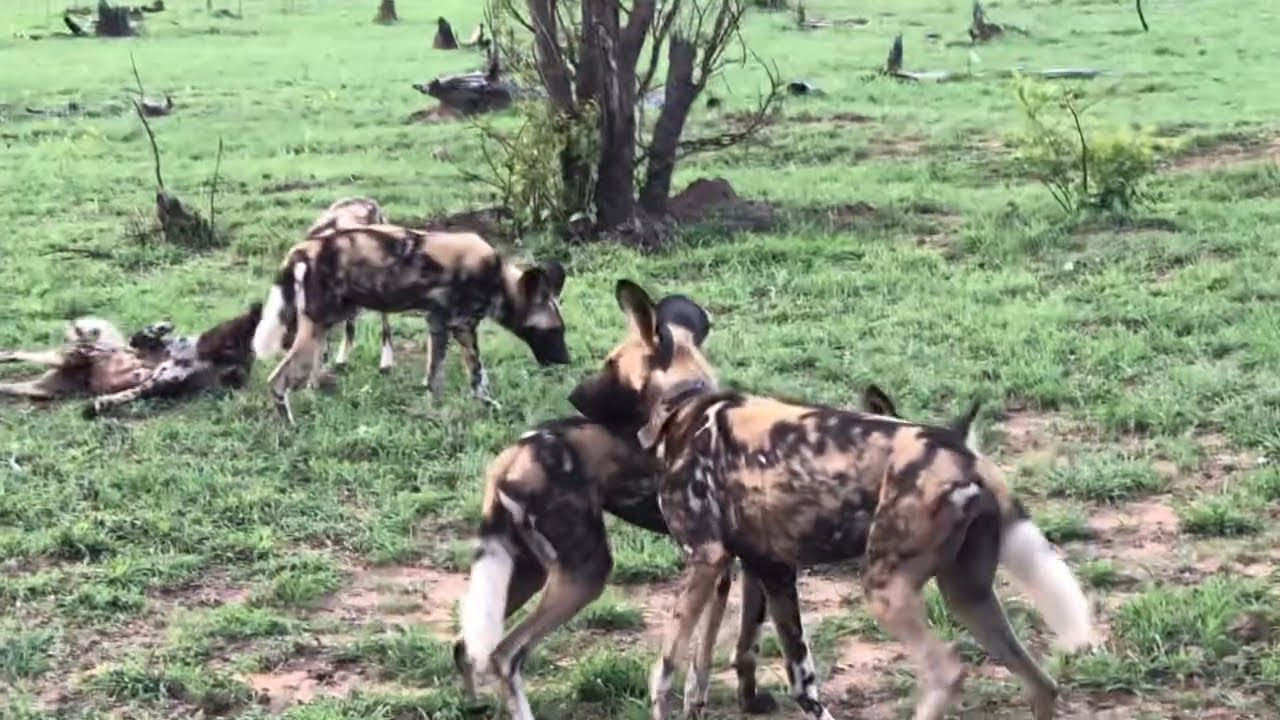 Wild Dogs Interacting Behavior | Sabi Sands | 13 November 2024 - YouTube