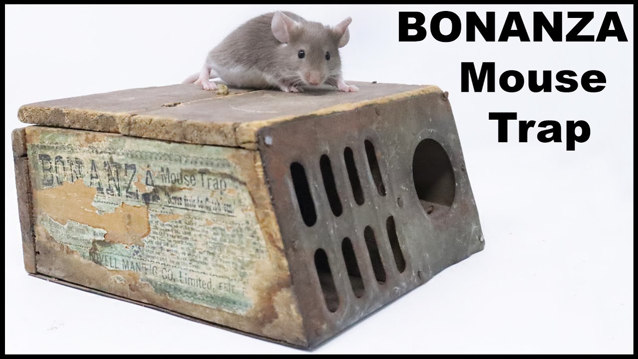 A Mouse Trap BONANZA catches mice in the barn Mousetrap Monday - YouTube