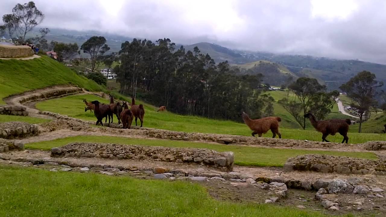 Llamas at Ingapirca (Inca ruin), Ecuador - YouTube