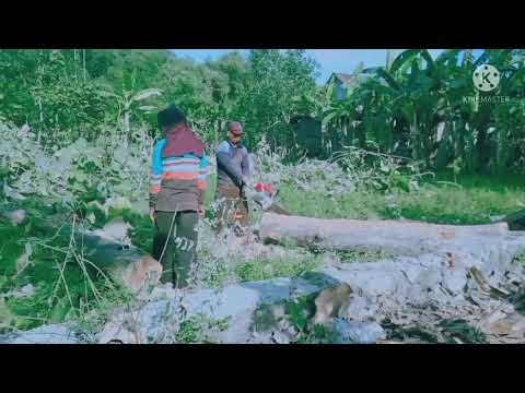 belahan kayu jati super full