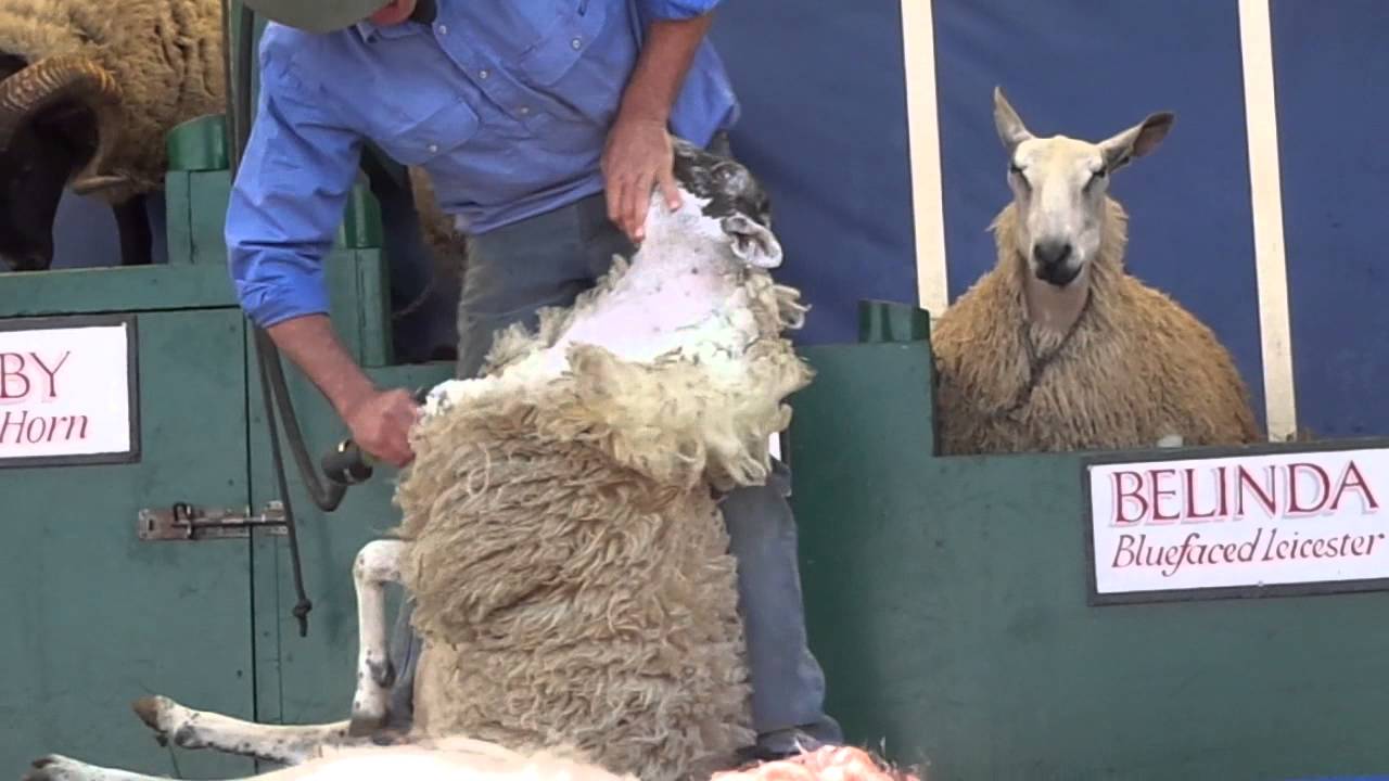 Sheep Show 5 - Sheep Shearing - @ Surrey County Show - YouTube