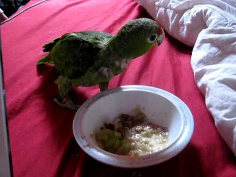 Red Lored Amazon Parrot Baby - YouTube