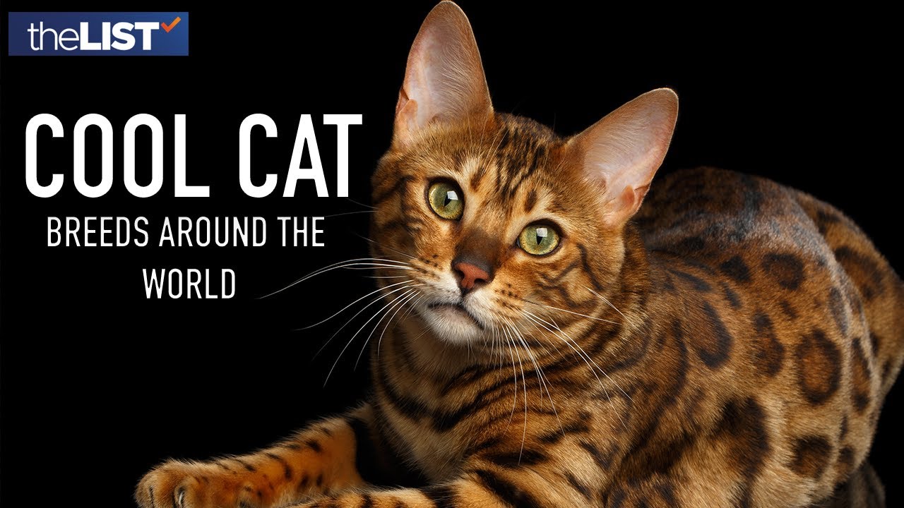 Cool Cat Breeds