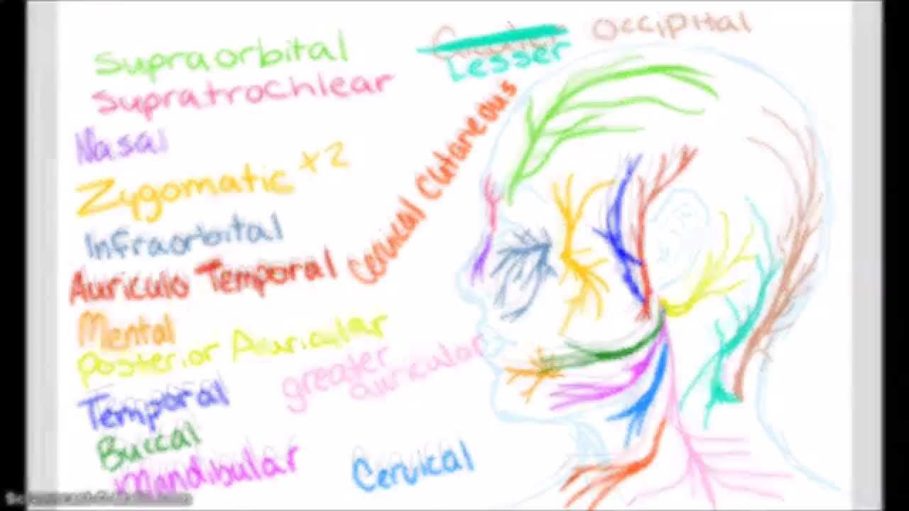 PERIPHERAL NERVOUS SYSTEM - FACE NERVES - YouTube