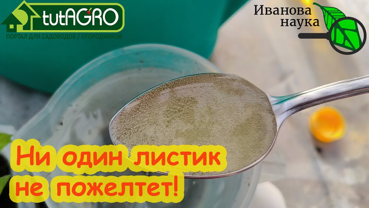 БОЛЬШЕ ВОДОЙ РАССАДУ НЕ ПОЛИВАЮ. Чтобы рассада росла крепкая и здоровая ...