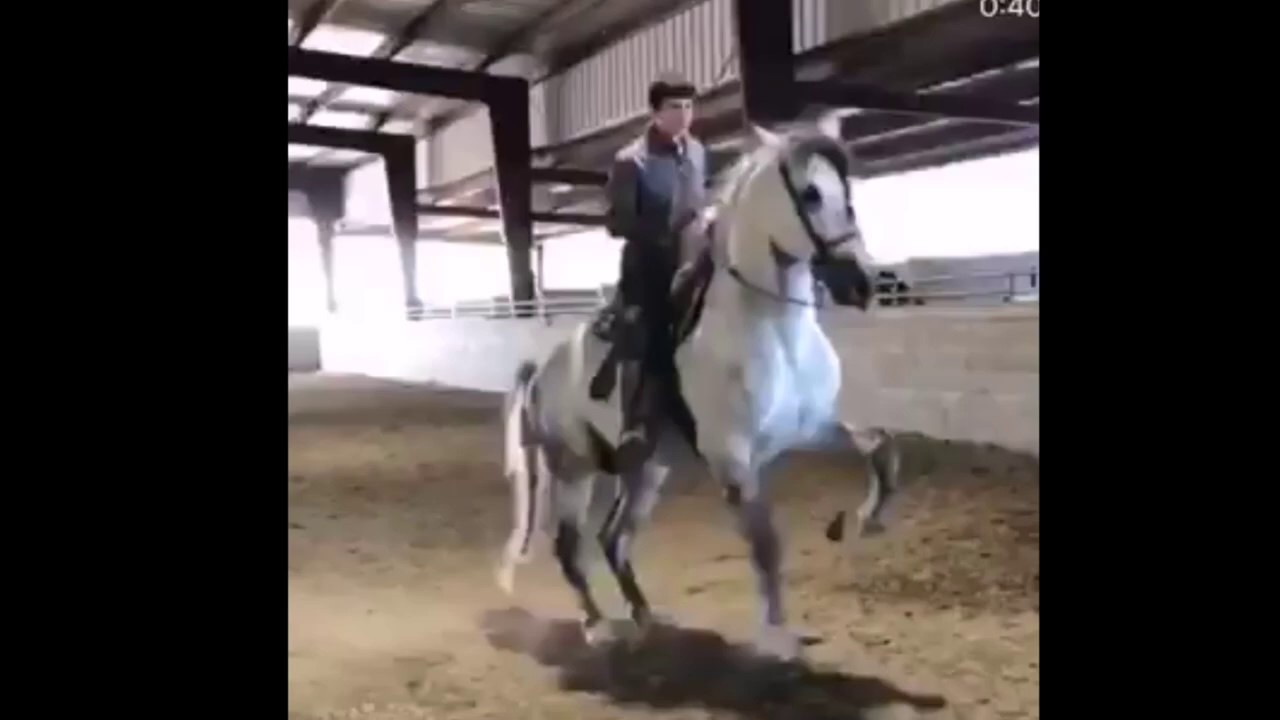 Gran demostración de baile de hermoso Caballo Bailador - YouTube