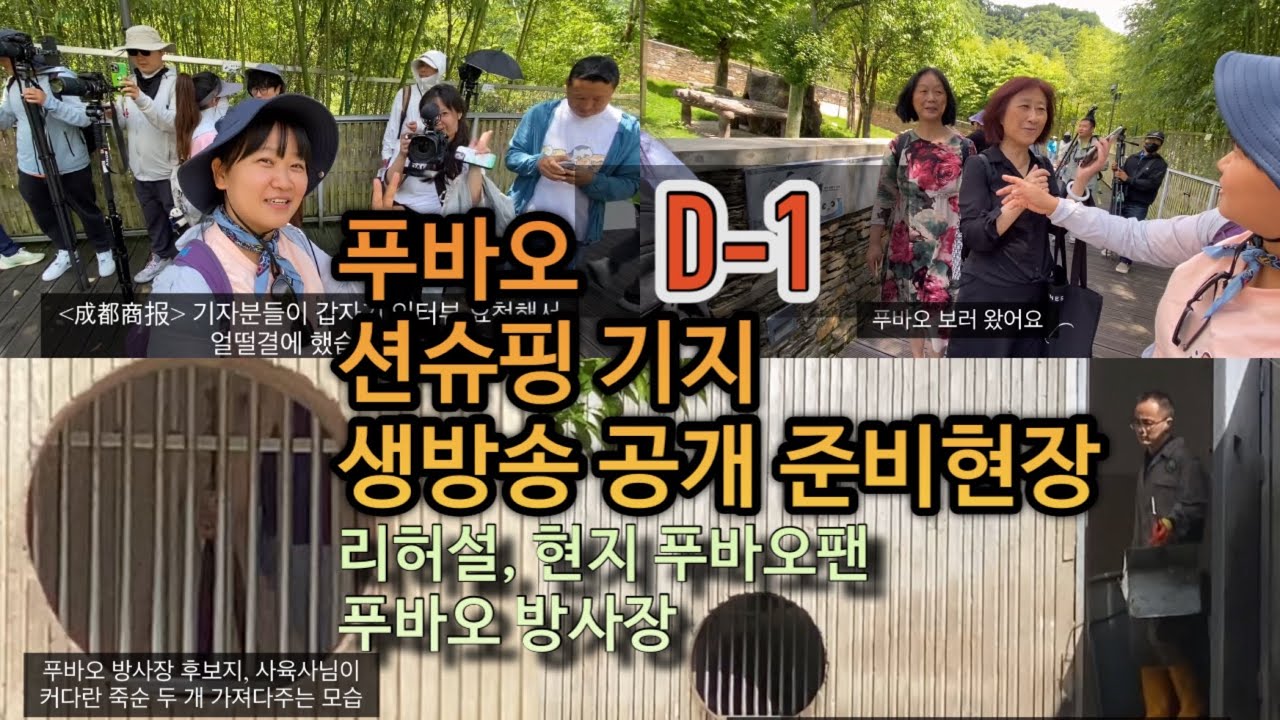 푸바오 일반공개 하루 전 D 1 직촬 현장 방송 리허설 푸바오 방사장 앞에서 기자 인터뷰 푸바오에게 커다란 죽순 가져다 주는 쉬샹 사육사님 등판 현지 푸바오 팬