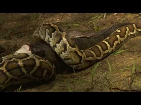 INVASION OF THE GIANT PYTHONS ★ Documentary Tube HD - YouTube