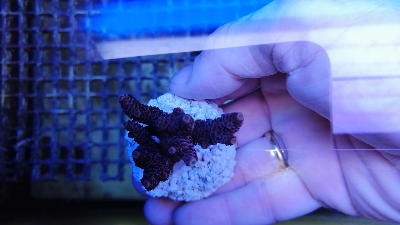 Acropora millepora pink coral gandalf - YouTube