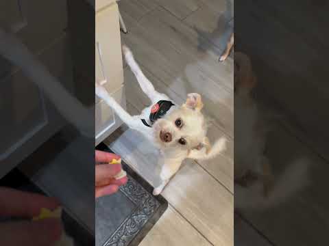 Dogs try hard boiled egg 🥚