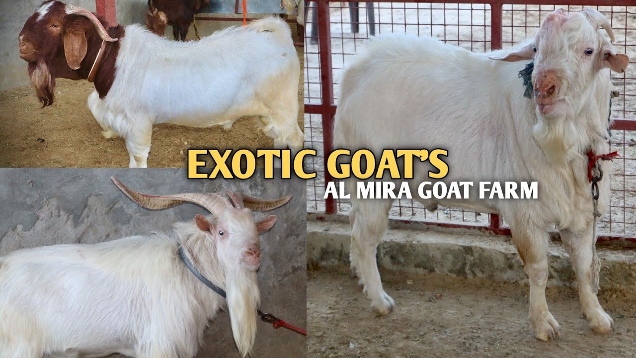 Exotic Goat's Top Quality Saanen Boer Bantam At Al Mira Goat Farm - YouTube