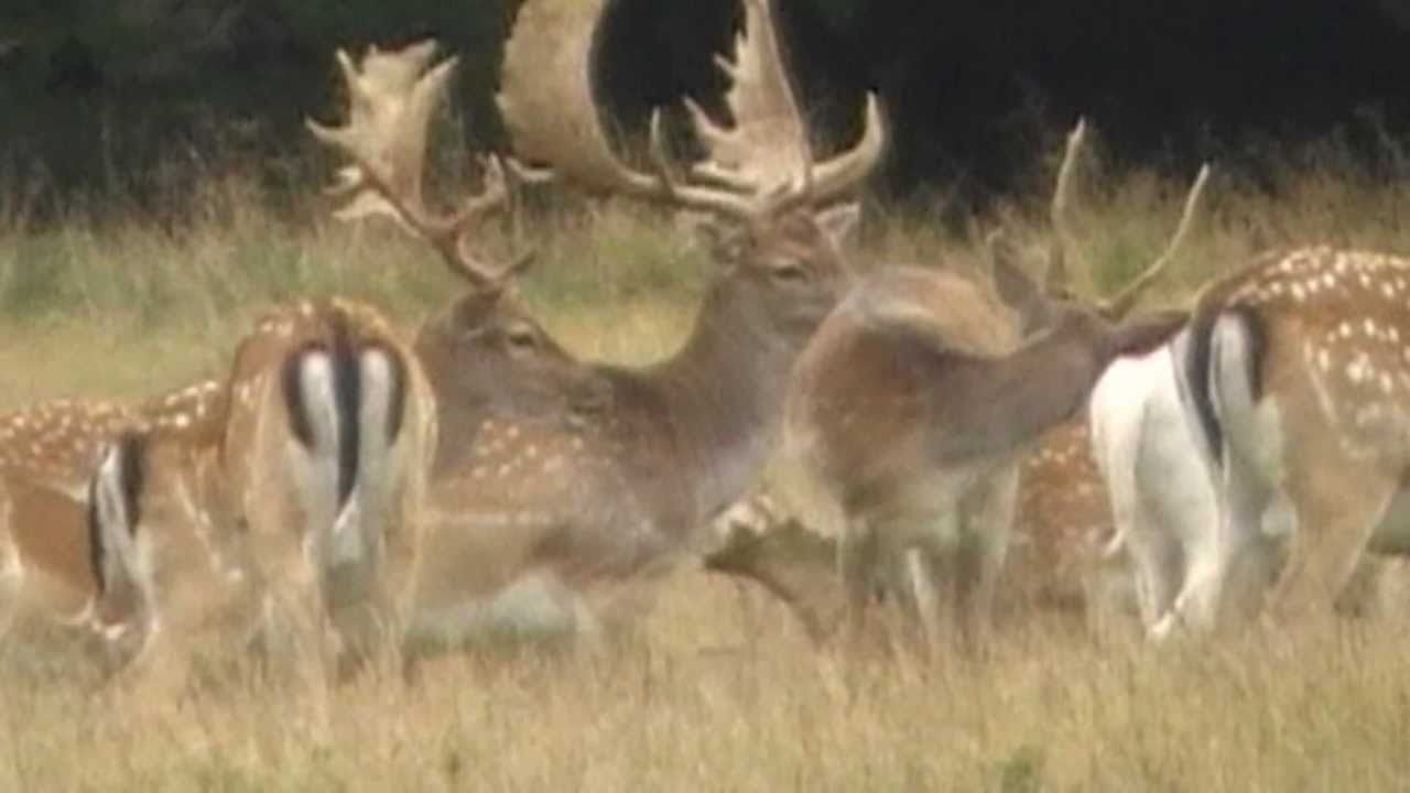 Screaming and fighting Deer + a White Wagtail - YouTube