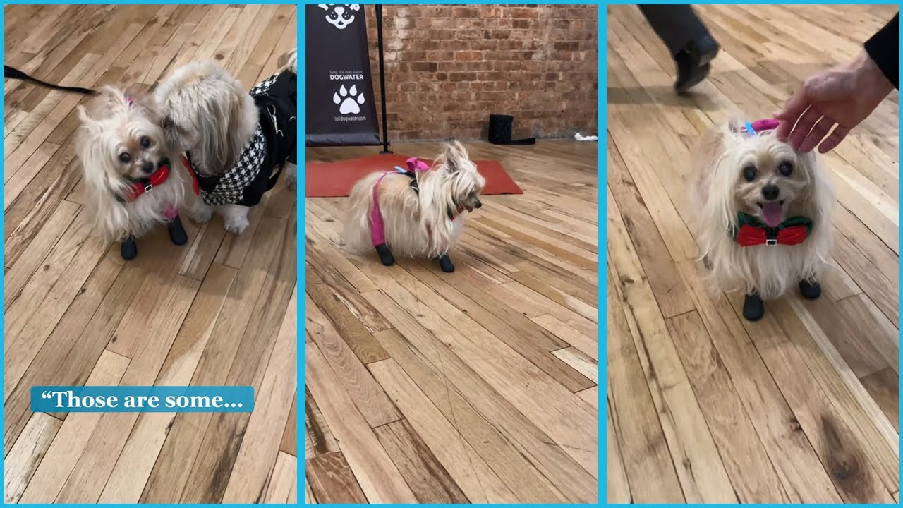 First steps in my new Walkee Paws Dog Boot Leggings - and I already ...