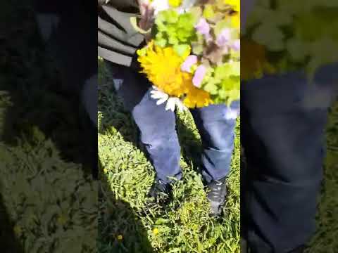 güzel çiçekler(fundyy çocuk videosu)