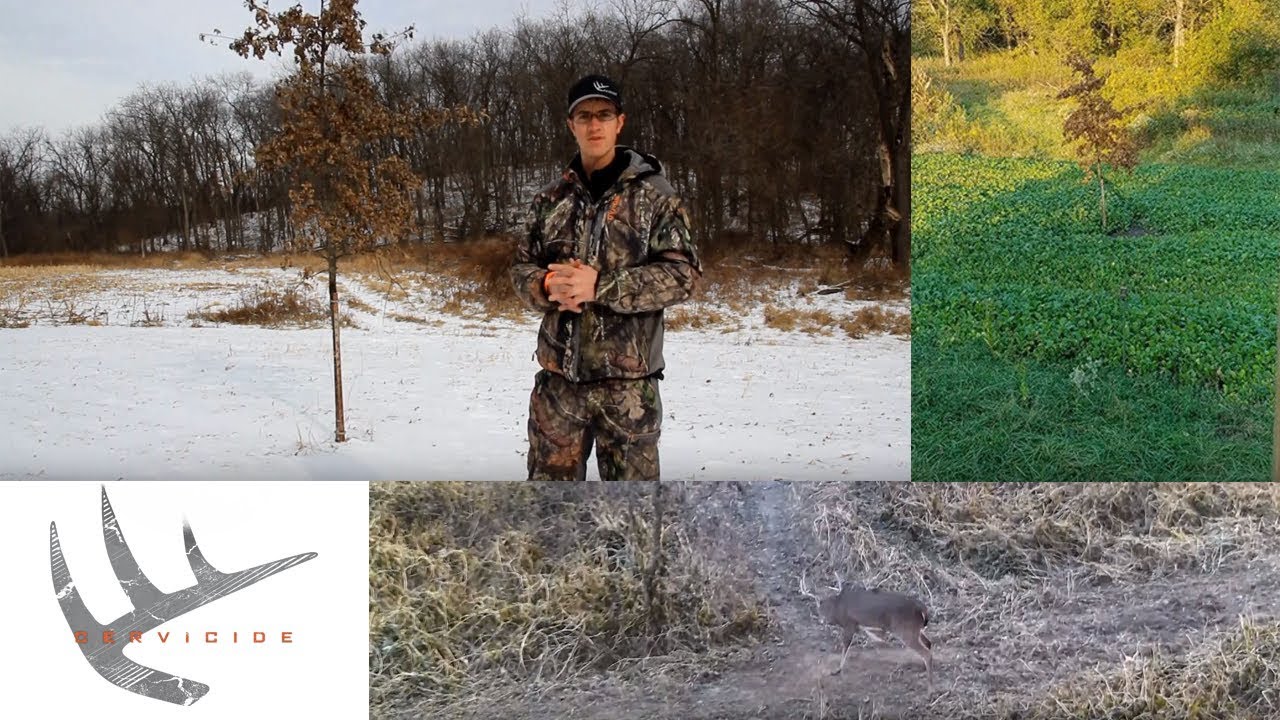 How to utilize scrape tree to kill BIG BUCKS - YouTube