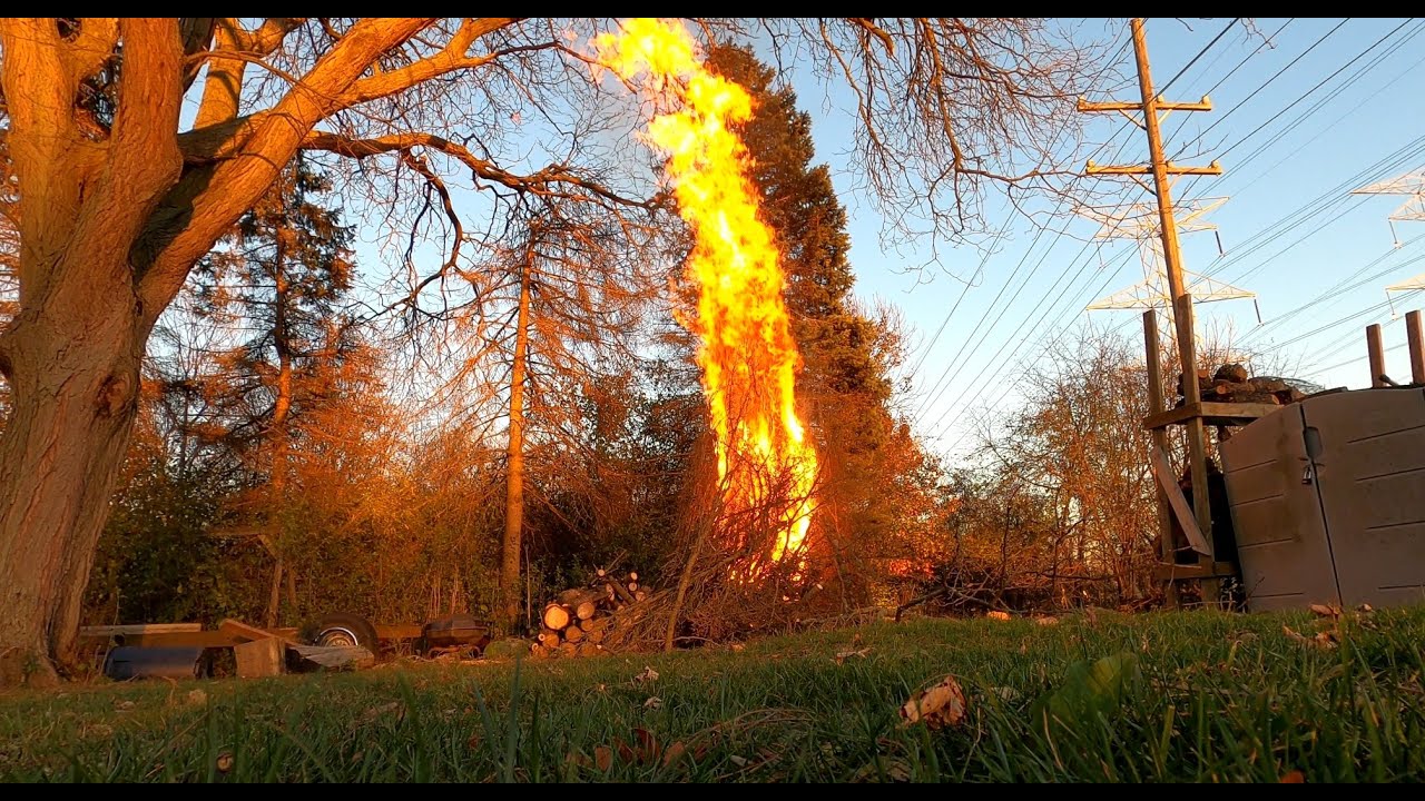 Yard rehab pt 2, cutting down & burning more dead trees - YouTube