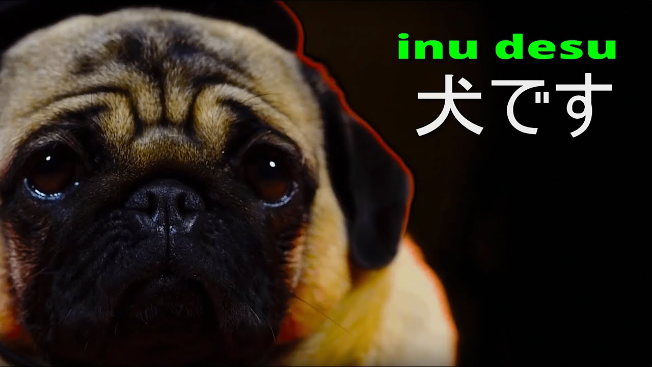 How to learn Japanese FAST? Tips from a PRO Japanese Teacher!!! (What ...