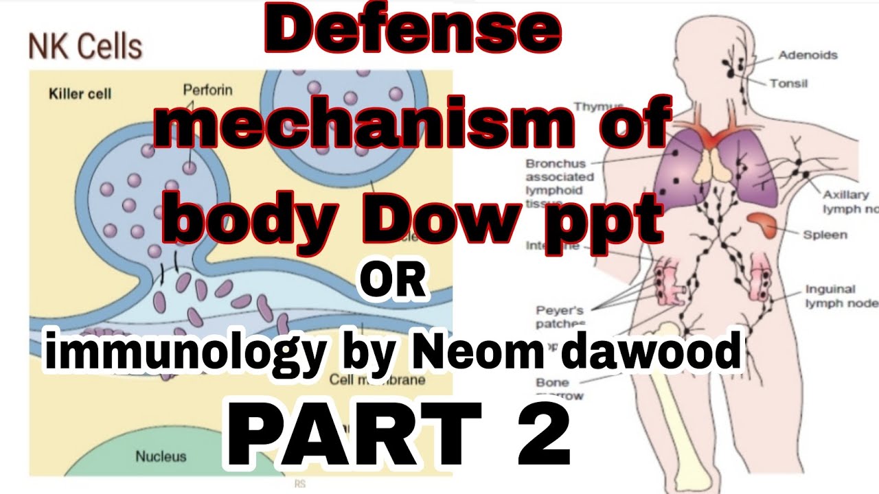 Defense mechanism of body Dow ppt Natural killer cell part 2 semester 1 ...