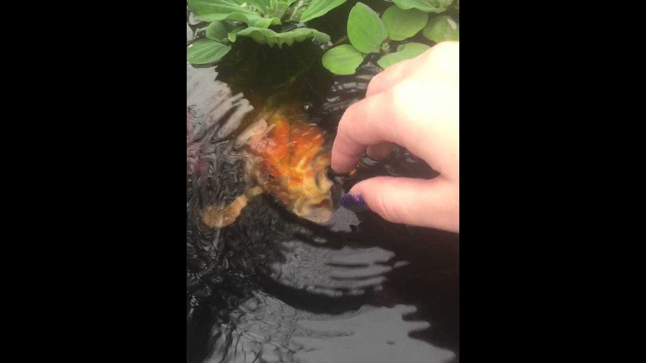 Affectionate fish! - YouTube