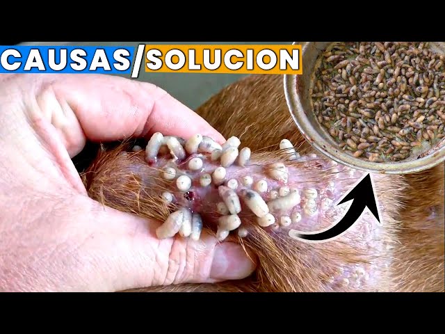 Son Los Gusanos Del Mango Dolorosos Para Los Perros