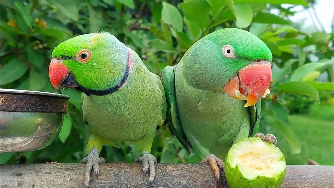 Shafin and Alex Eating Guava | Natural Parrot Sounds - YouTube