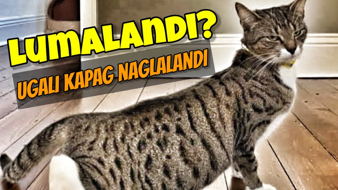 LUMALANDI ang pusa mo anong dapat GAWIN? - YouTube