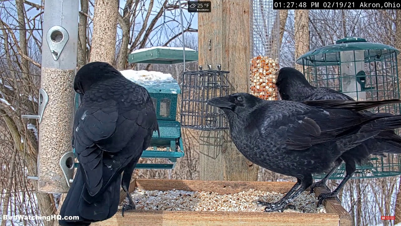 Crazy Crows and More Suet Mayhem at BWHQ - YouTube