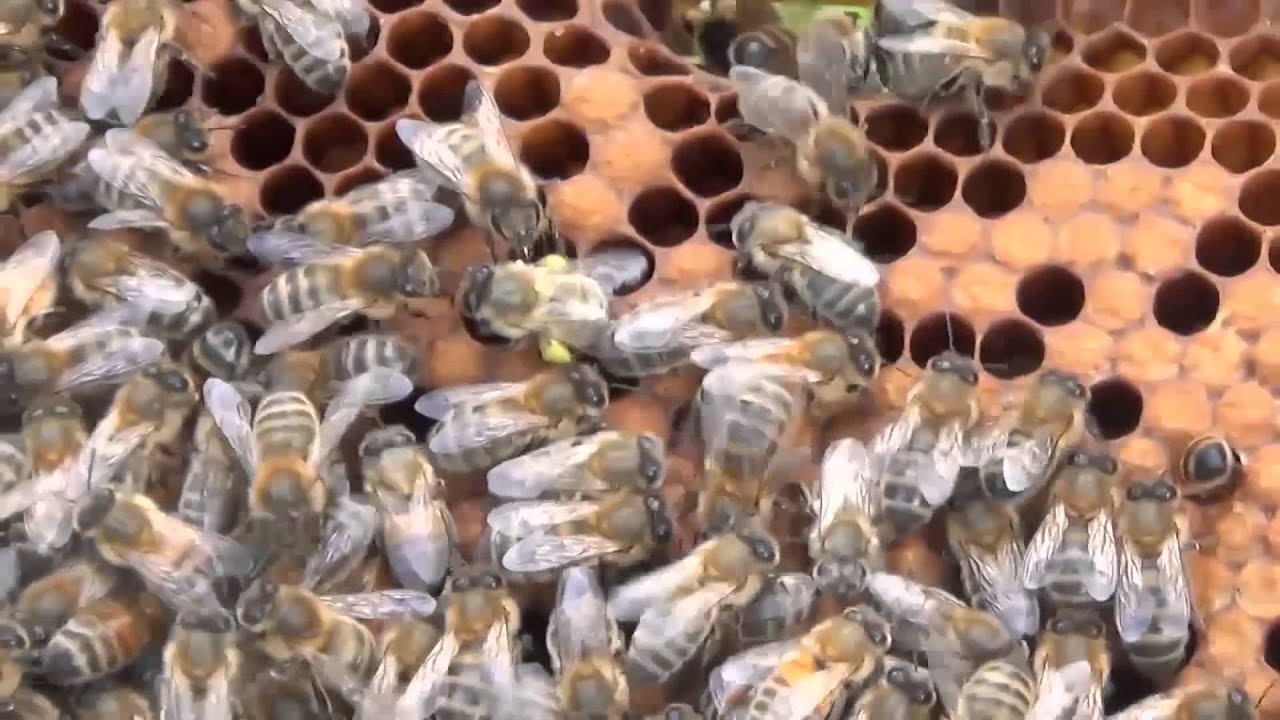 3. How the Beekeeper looks after their honeybees - YouTube