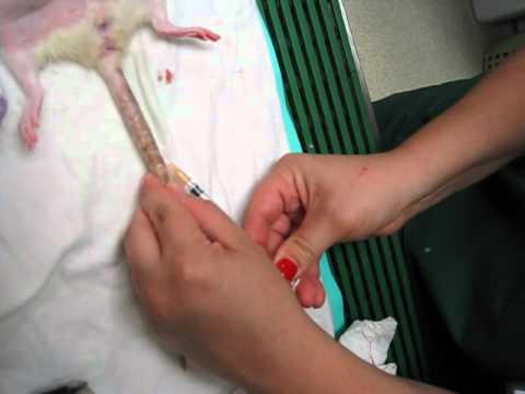 Rat Tail Venipuncture Attempt - YouTube