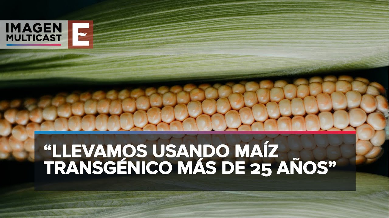 El Consejo Nacional Agropecuario defiende al maíz transgénico - YouTube