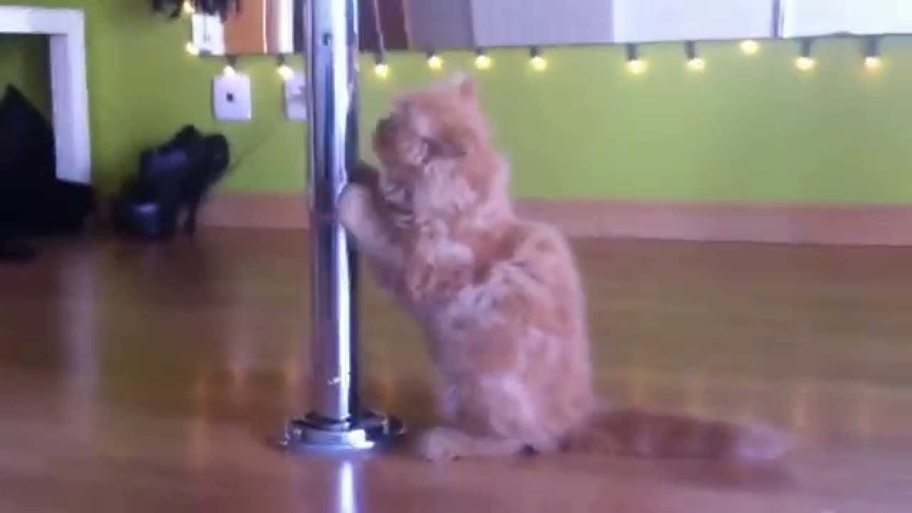 My little cat loves pole dancing - YouTube