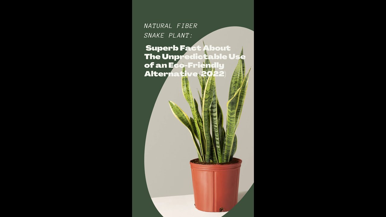 Natural Fiber Snake Plant: Fact About The Unpredictable Use of an Eco ...