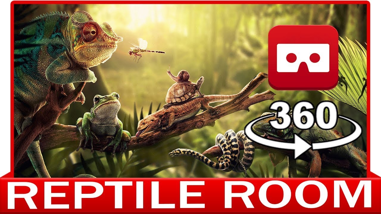 360° VR VIDEO - REPTILE ROOM - DISCOVERY NATURE & ANIMAL - VIRTUAL ...