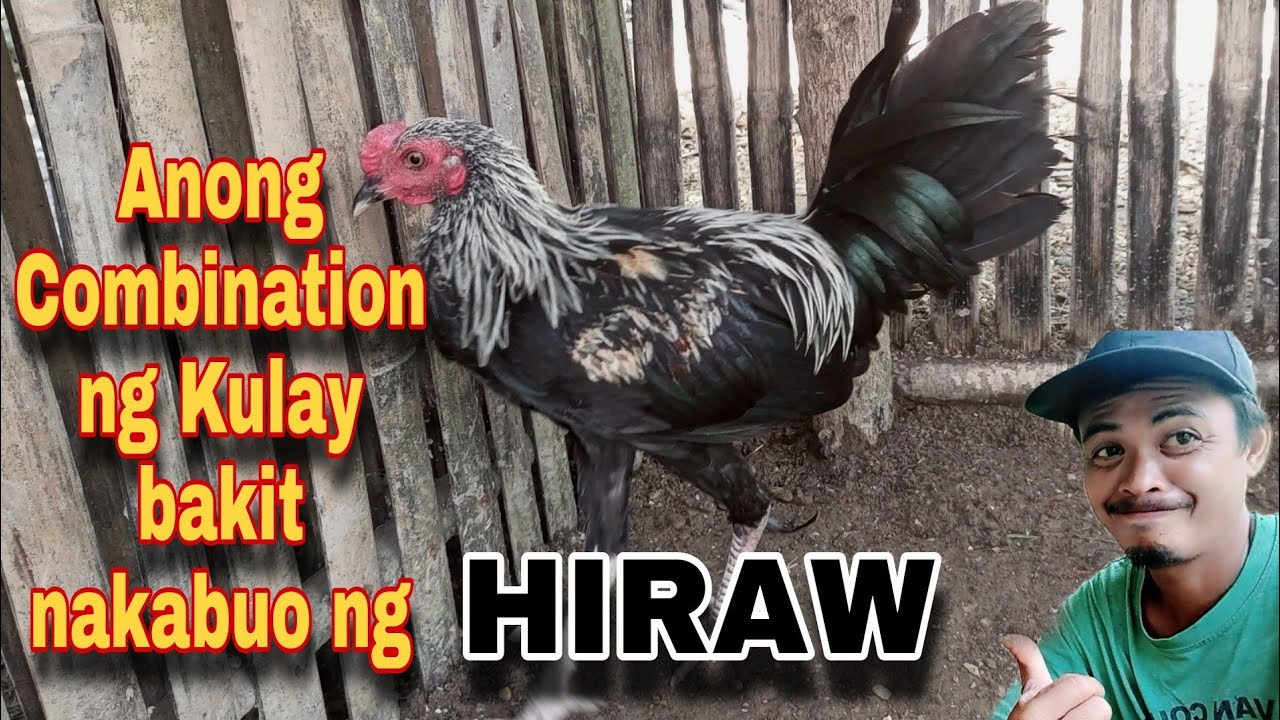 Anong Combination ng Kulay ng Manok Bakit Nakabuo ng Kulay Hiraw. - YouTube