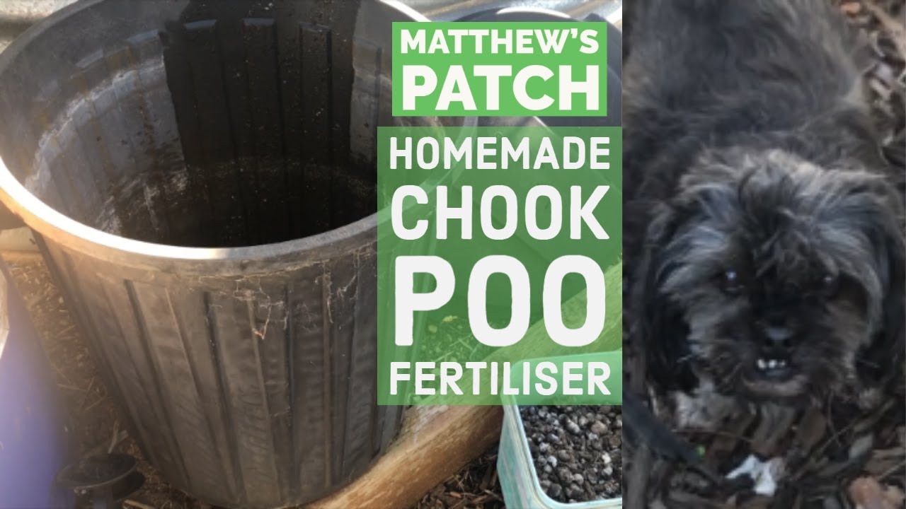 Homemade Fertiliser - Chook Poo Fertiliser, Tomato and Garlic Update ...