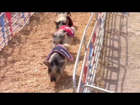 Clark County Fair & Rodeo – Swifty Swine Pig Racing - YouTube