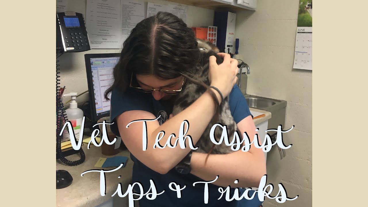 Tips and Tricks on being A Vet Tech (Assist) - YouTube