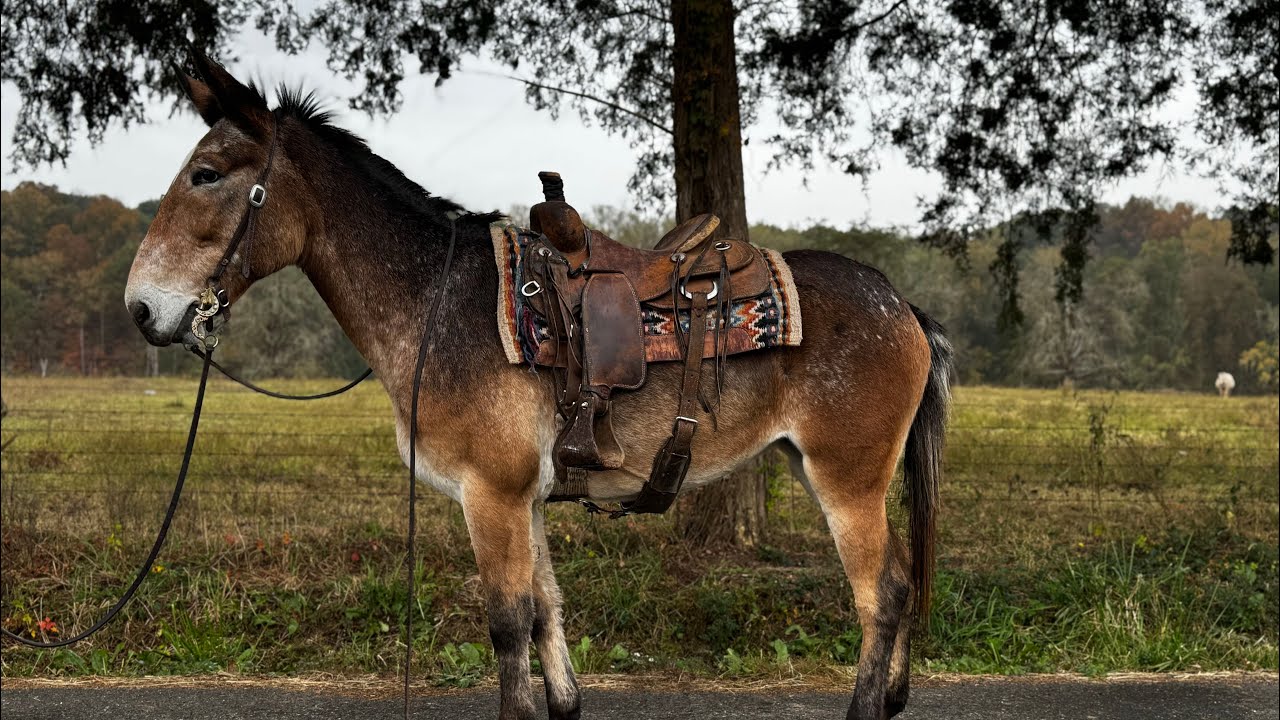 TSP LOT# APPY MOLLY MULE - 10 YO - 15.3 H - $8500 ** 𝐍𝐎𝐓 𝐀𝐓 𝐑𝐈𝐒𝐊 ...
