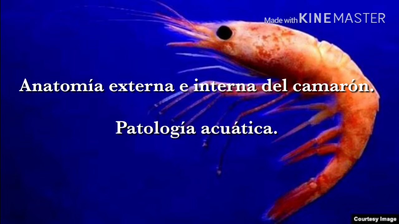 Anatomía externa e interna del camarón. - YouTube