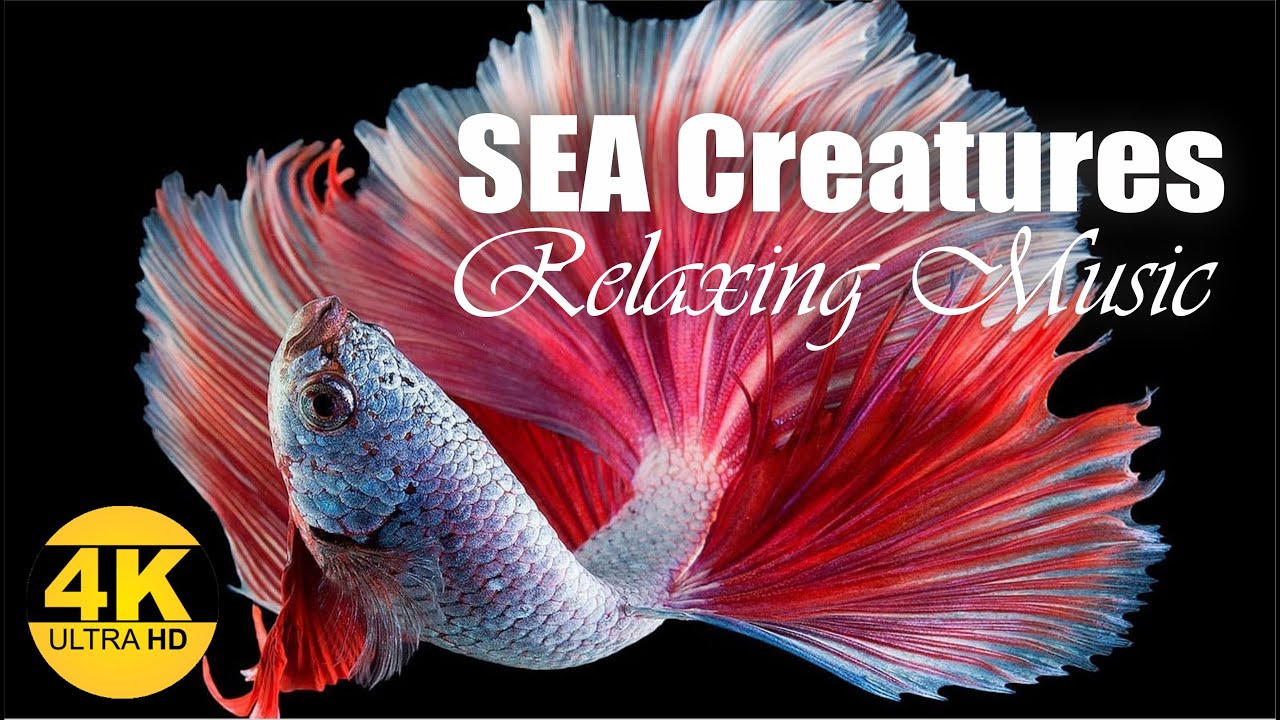 Sea Creatures With Dolby Vision 4K (60FPS) ULTRA HD I With Relaxing ...