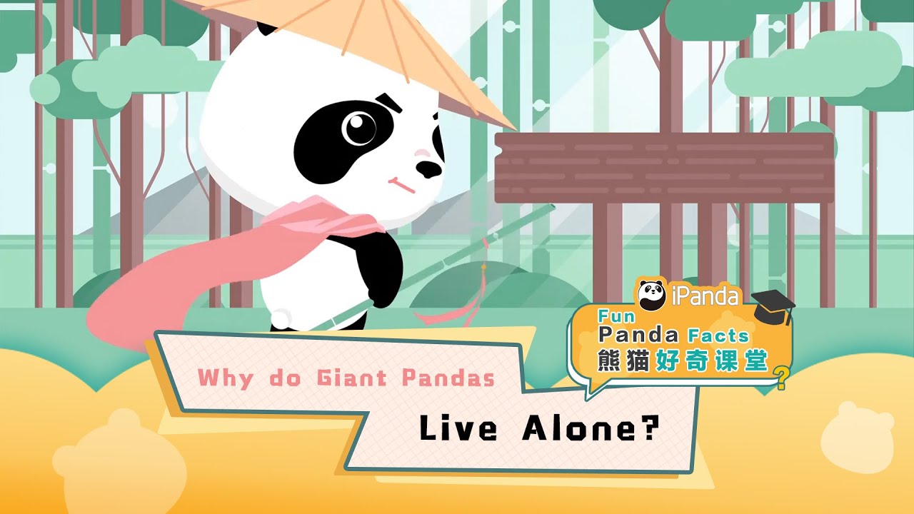 【Fun Panda Facts】Why Do Giant Pandas Live Alone? | iPanda - YouTube
