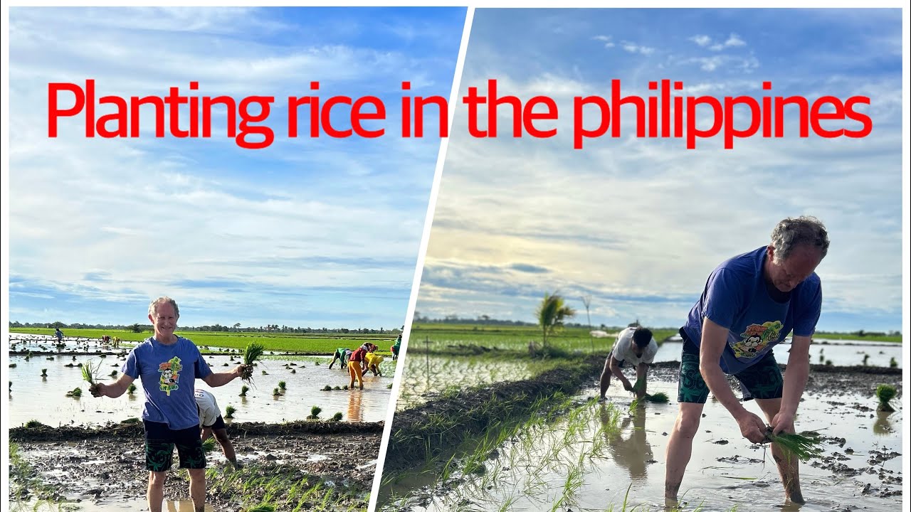 Rice planting in the philippines , good experience lots of fun!! - YouTube