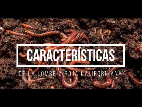 Características de la lombriz roja californiana - YouTube