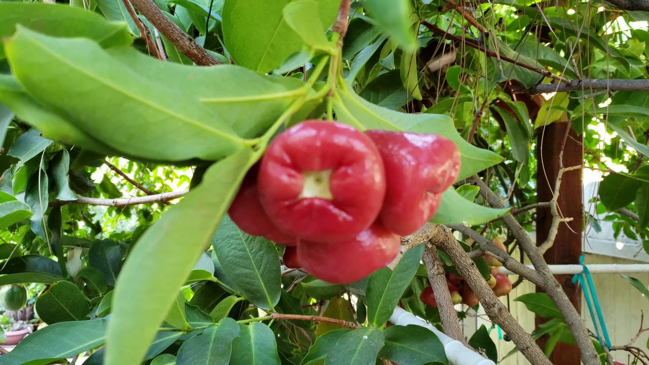 My wax-jambu tree ... - YouTube
