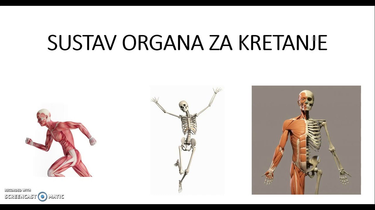 SUSTAV ORGANA ZA KRETANJE - priroda i društvo - 4.razred - YouTube