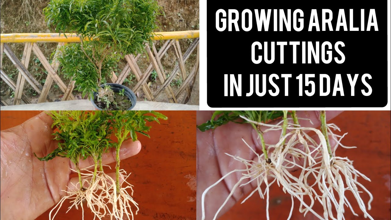 Grow Aralia From Cutting in Just 15 Days |How To Grow Aralia From ...