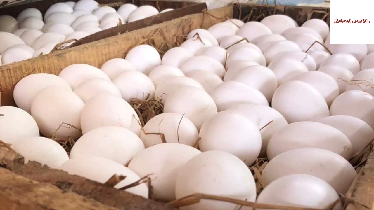 How to start egg business | බිත්තර බිස්නස් එකක් පටන් ගමු | Biththara ...