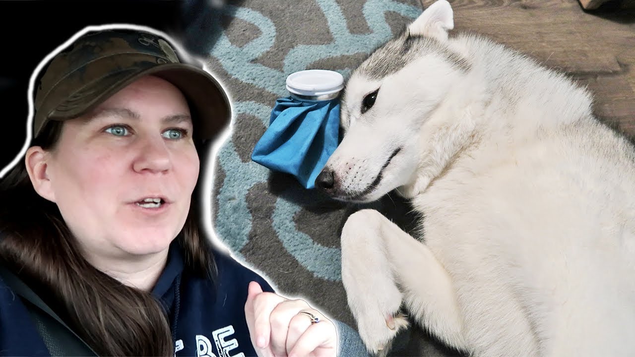 Husky Hurt her Face - YouTube