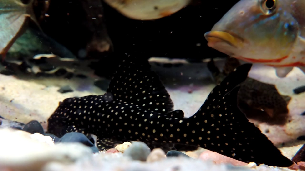 Scobinancistrus pariolispos l48 10/11/2016 - YouTube