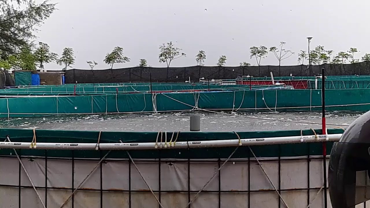 Bioflok udang Vaname - YouTube